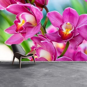 Fototapeta Růžové orchideje 104x70