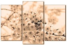 Obraz na plátně - Třešňový květ 1279FC (90x60 cm)