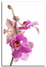 Obraz na plátně - Orchidej květ izolována na bílém pozadí - obdélník 7222A (100x70 cm)