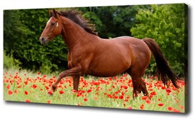 Wallmuralia Fotoobraz fotografie na plátně Kůň na poli máků 100x50