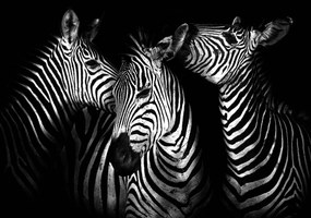 Fototapeta - Zebra (254x184 cm)