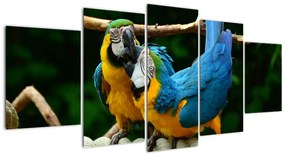 Obraz papoušků na laně