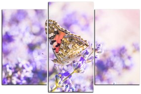 Obraz na plátně - Motýl na levandule 1221C (120x80 cm)
