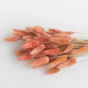 COOEE Design Dekorativní sušené květy Lagurus Rouge 200 g, růžová barva