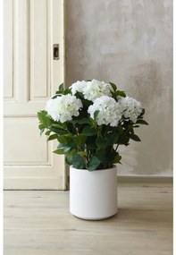 Umělá hortenzie HYDRANGEA v bílém květináči, výška 78 cm, bílá