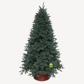 Smrk Stříbrný 210 cm