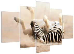 Obraz ležící zebry (150x105 cm)