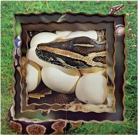 Just Jigsaws 644 Had a jeho životní cyklus - dřevěné vrstvené puzzle /