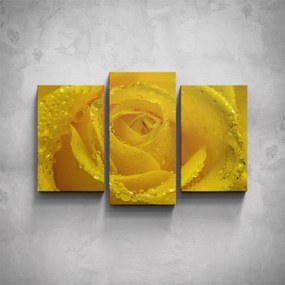 3-dílný obraz - Žlutá růže - PopyDesign
