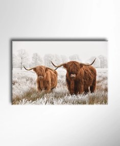 Malvis ® Obraz Skotský náhorní skot ROZMĚR (šířka x výška): jednodílný obdélník 150x100 cm