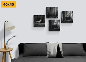 Set obrazů lesní zvířata v černobílém provedení - 4x 40x40 cm