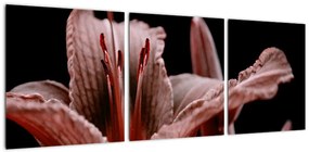 Detail květiny - obraz
