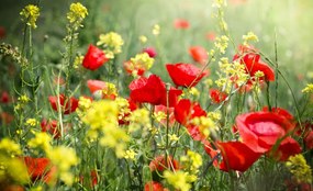 Fototapeta Poppies Meadow Hladký vinyl 416x290