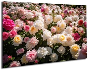 Obraz růžová zahrada Rozměr: 60 x 40 cm