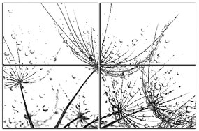 Obraz na plátně - Pampelišková semínka s kapkami vody 1202QE (150x100 cm)