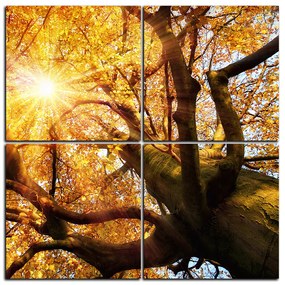 Obraz na plátně - Slunce přes větve stromu - čtverec 3240E (100x100 cm)