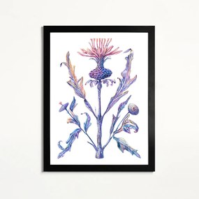 Filip Šenkeřík | Centaurea Rám: Bílý, Velikost: 30 x 20 cm