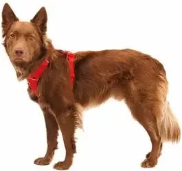 Ruffwear Front Range Postroj pro psy Red Canyon - S