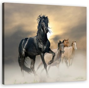Obraz na plátně, Stádo koní - 40x40 cm