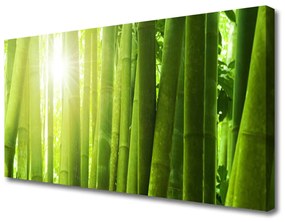 Obraz na plátně Bambus Rostlina 100x50 cm