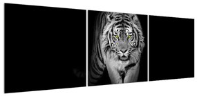Černobílý obraz tygra (150x50 cm)