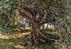 Komar Osmidílná fototapeta Olivový strom, National Geographic, 368x254cm, 8D 8-531