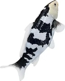 Mojo Kapr koi shiro utsuri / od 3 let