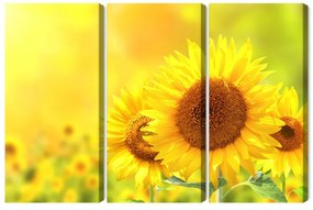 Vícedílný obraz Kvetoucí Slunečnice 3D Nedostatek Nedostatek Přírodní plátno 180x120