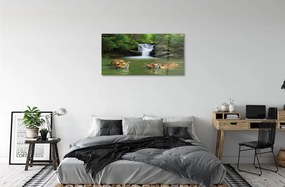 Obraz na skle vodopád tygři 125x50 cm