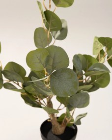 Eukalyptus Mini v květináči 50 cm