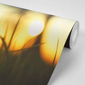 Samolepící fototapeta zapadající slunce v trávě