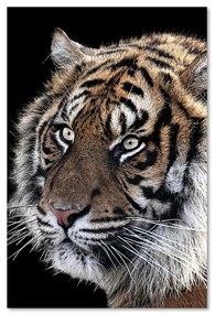 Gario Obraz na plátně Tygr na černém pozadí Rozměry: 40 x 60 cm