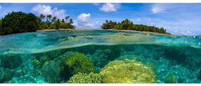 MP-2-0200 Vliesová obrazová panoramatická fototapeta Coral Reef, velikost 375 x 150 cm