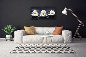Obraz na plátně Sedmikráska Kameny Rostlina 100x50 cm