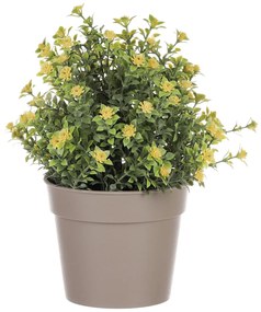Tráva kvetoucí v plastovém bílém obalu, barva žlutá SG7333 YEL