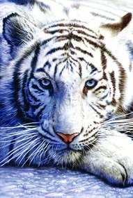 Plakát - Bílý tygr
