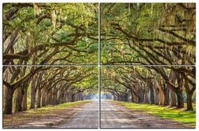 Obraz na plátně - Historické dubové stromy lemované polní cestou 1239E (120x80 cm)