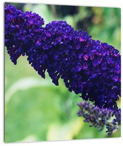 Obraz modré květiny (30x30 cm)