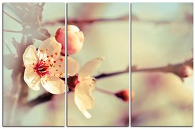 Obraz na plátně - Květ třešně 158B (120x80 cm)