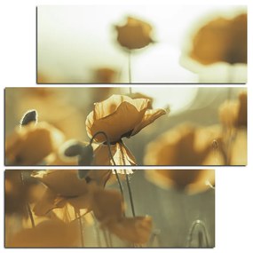 Obraz na plátně - Máky na slunci - čtverec 393QD (75x75 cm)