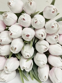Tulipán WHITE - PINK
