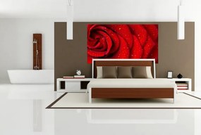 Tapeta - Detail růže (120x80 cm) - PopyDesign