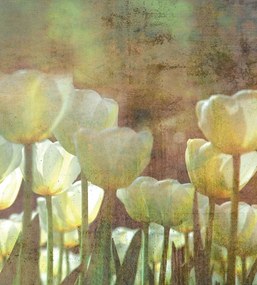 DIMEX | Vliesová fototapeta na zeď Astrakt bílé tulipány MS-3-0385 | 225 x 250 cm | zelená, bílá, žlutá, vícebarevná