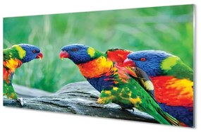Obraz na skle Barevný papoušek stromu 120x60 cm