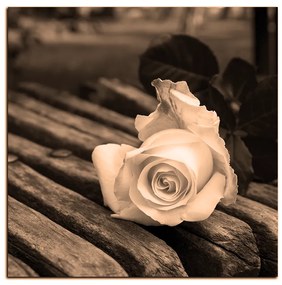 Obraz na plátně - Bílá růže na lavici - čtverec 3224FA (80x80 cm)