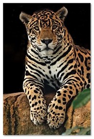 Gario Obraz na plátně Leopard v klidu Rozměry: 40 x 60 cm