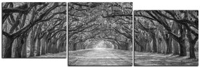 Obraz na plátně - Historické dubové stromy lemované polní cestou - panoráma 5239QE (120x40 cm)