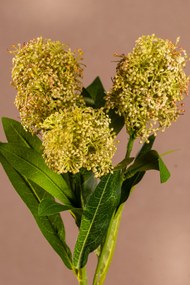 Paramit SKIMMIA Aranžovací květina zelená 58 cm