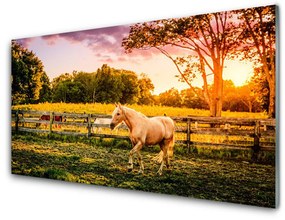 akrylový obraz Kůň Louka Zvířata 100x50 cm