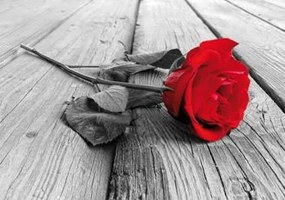 Červená růže - 40 x 50 cm
